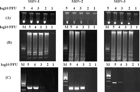 Sensitivity Of Lamp A B And Pcr C Log 10 Pfu Ml 5 Decimal Download Scientific Diagram