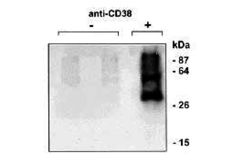 A Representative Immunoblot Showing The Signals Obtained By Testing Two
