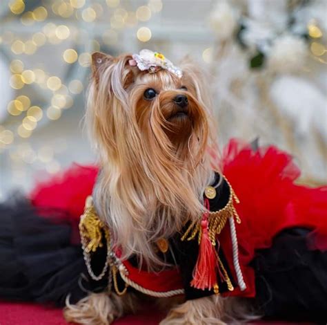 ჩემი ქოფაკი 😁 გადაყეფა ბათუმი 😂 ძაღლუკა ძაღლი იორკი სიყვარული ბათუმი Yorkshireterrier