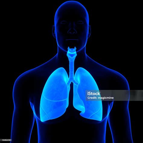 인간 호흡기 폐 해부학 폐에 대한 스톡 사진 및 기타 이미지 폐 3차원 형태 X 레이 Istock