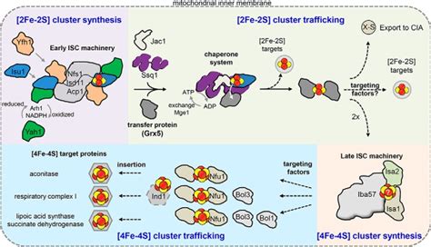 Iron Sulfur Cluster Biogenesis And Trafficking In Mitochondria Pmc