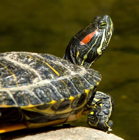 NewPests Red Eared Slider Turtle High Risk