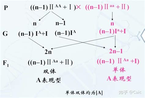 遗传学7 染色体数目变异 知乎