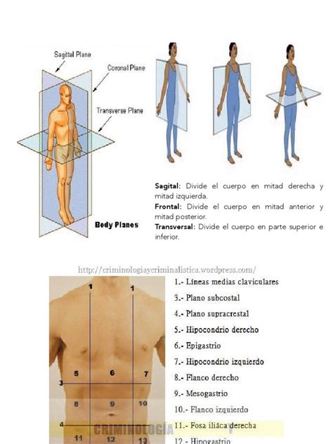 Incisiones Quirurgicas Pdf Rodilla Abdomen