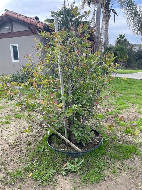 What Is This Tree Rtree