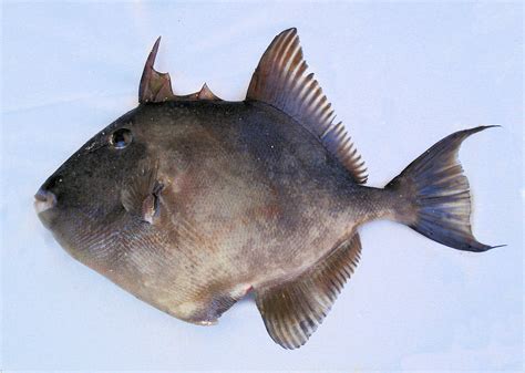 Finescale Triggerfish Mexico Fish Birds Crabs Marine Life Shells And Terrestrial Life