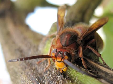The Joyce Road Neighborhood European Hornet