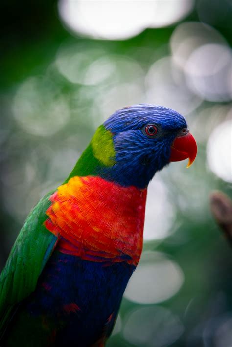 나뭇가지 위에 앉아있는 형형색색의 새 사진 Unsplash의 무료 부리 이미지 나뭇가지 위에 앉아있는 형형색색의 새 사진 Unsplash의 무료 부리 이미지