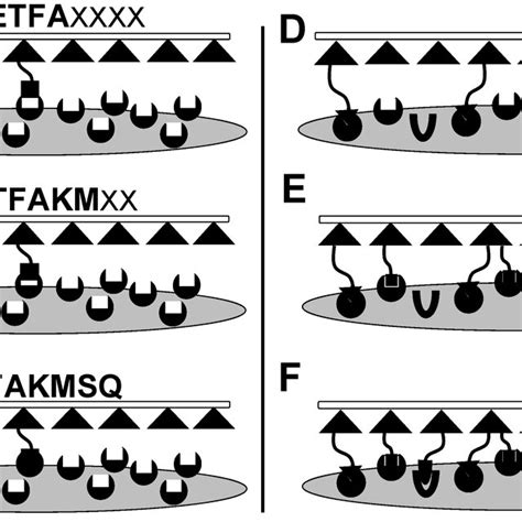 Affinity Maturation Ac Selection Of Phage Peptide Sequences Based