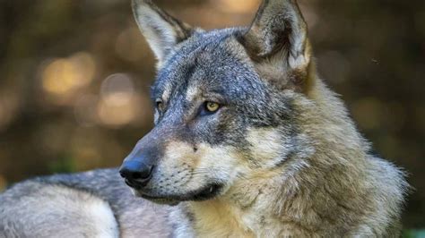 Un Loup A été Aperçu En Seine Et Marne Le Moniteur De Seine Et Marne