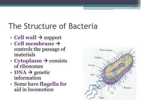 Archaebacteria Cell Structure