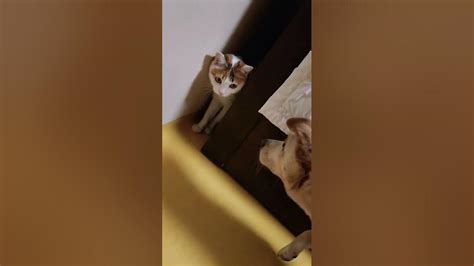 지켜보는 강아지🐾 오빠 왜 그래~😽 너무너무 예뻐 눈을 뗄 수 없어~🐶 Youtube