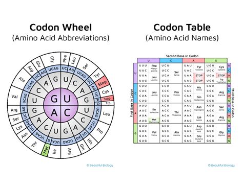 Codon Wheel And Table Ojvijvjieijvijevjieivjejivjievjvij Vjev