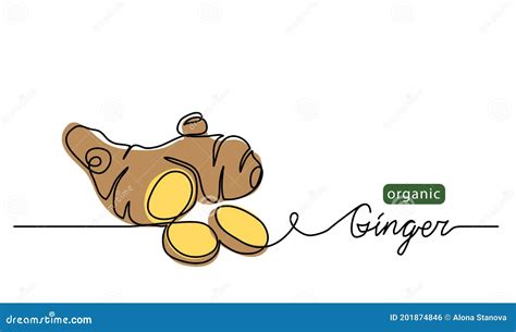 Ginger Vector Drawing 144893424