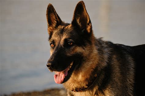 여름에 강 근처에서 일몰에 지적이고 아름다운 검은 색과 빨간색 독일 셰퍼드의 초상화 개는 연못 근처에서 산책을 즐기고 있습니다 보기를 닫습니다 가을에 대한 스톡 사진 및