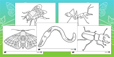 Bugs Colouring Pages Teacher Made Twinkl