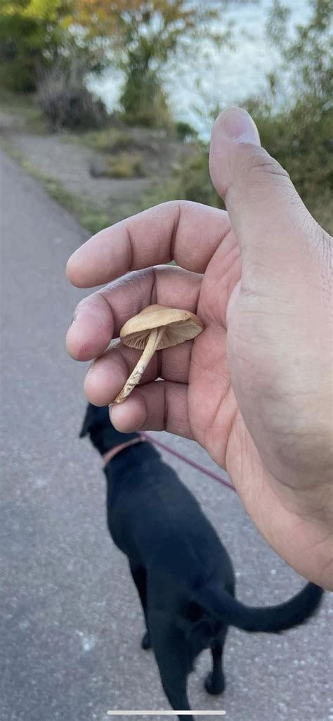 Bacon Agaric They Actually Exist In Rl R Satisfactorygame