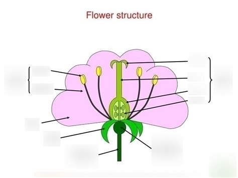Diagram Of Flower Structure Quizlet