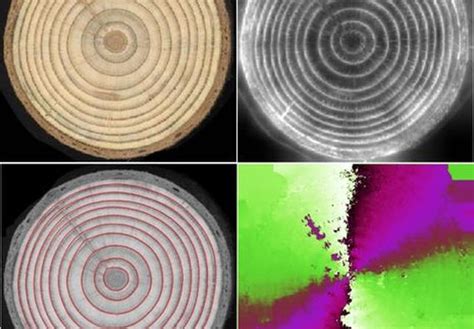 AMAP Lab BotAny And Modeling Of Plant Architecture And Vegetation