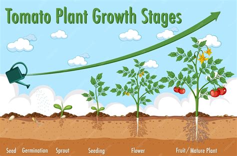 Premium Vector Life Cycle Of Tomato Plant Diagram