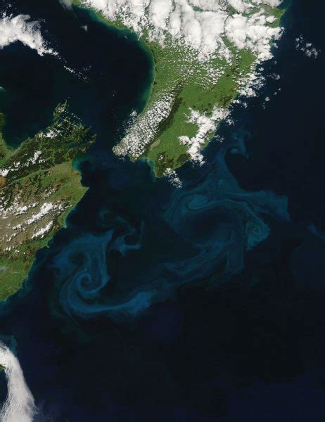 Its Not Easy Being Green New Zealand Geographic