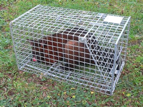 Cage For Possum At Thelma Guerrero Blog