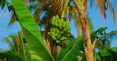 Wildbanane Bilder – Durchsuchen 3,052 Archivfotos, Vektorgrafiken und ...