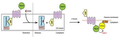 Diagram Of α 2ar α 2ar Rluc8 Transportation To The Cell Membrane