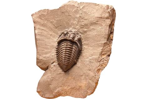 Trilobite Fossils Rock Chasing