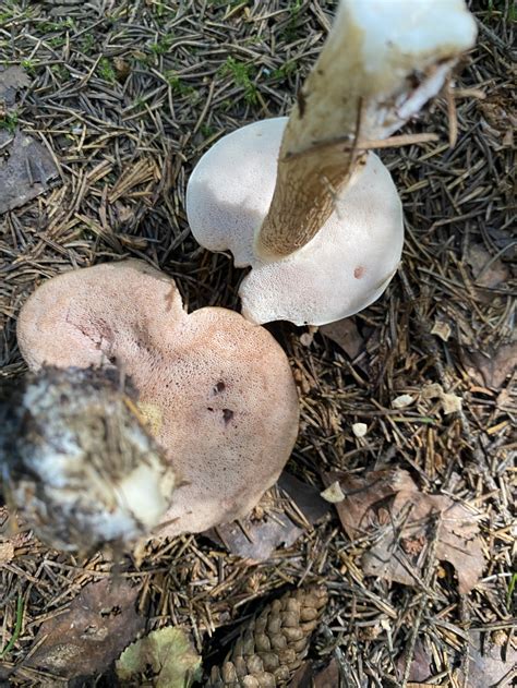 Жёлчный гриб 3 фото гриба 07.08.2023