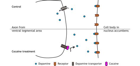 Motivation And Reward Foundations Of Neuroscience