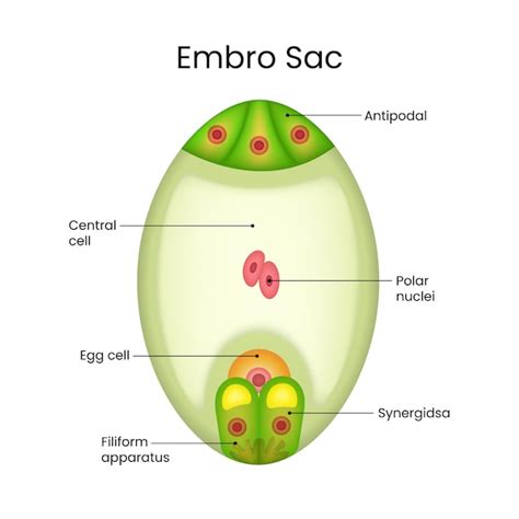 Anatomy Of The Embryo Sac Premium Vector