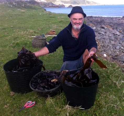 Seaweed Is Commercially Harvested In England For The First Time As