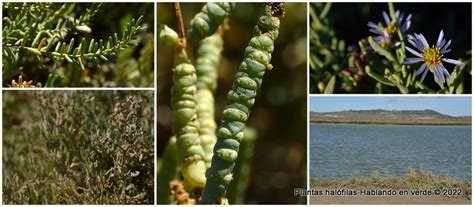 Hablando En Verde Algunas Plantas Halófilas
