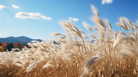 Premium Photo Rippling Switchgrass Meadows