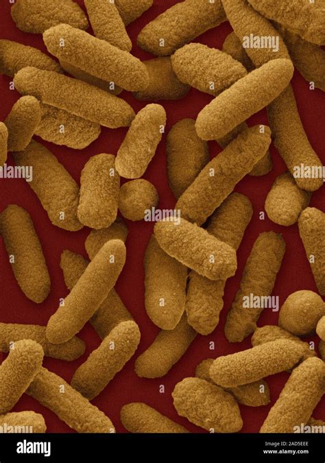 Coloured Scanning Electron Micrograph Sem Of Cronobacter Sakazakii