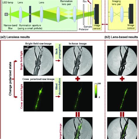 PDF Lensless Imaging Of Plant Samples Using The Cross Polarized Light