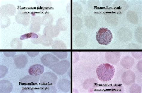 Genus Plasmodium Diagram Quizlet