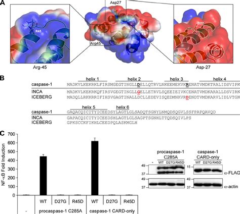 Two Residues Asp 27 And Arg 45 Embedded In Opposing Differently