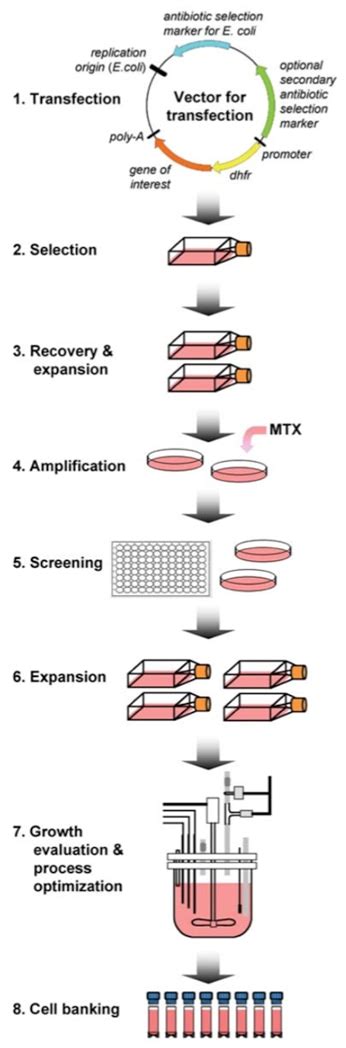 Recombinant Protein Expression In Mammalian Cells Hek293cho Profacgen