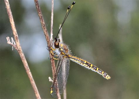 Yellow Owl Fly Suhpalacsa Flavipes