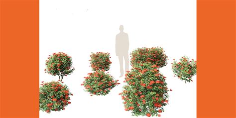 Ixora Taiwanensis Dwarf Ixora Plant Blender Market