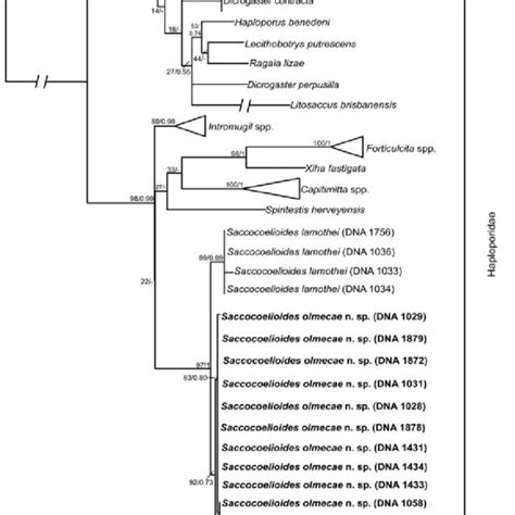 maximum likelihood tree and consensus bayesian inference trees inferred