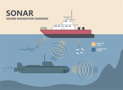 1 Hundred Dolphins Whales Echolocation Royalty Free Images Stock Photos Pictures Shutterstock