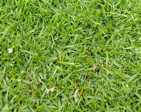 Seashore Bentgrass Seeds Agrostis Pallens — Northwest Meadowscapes