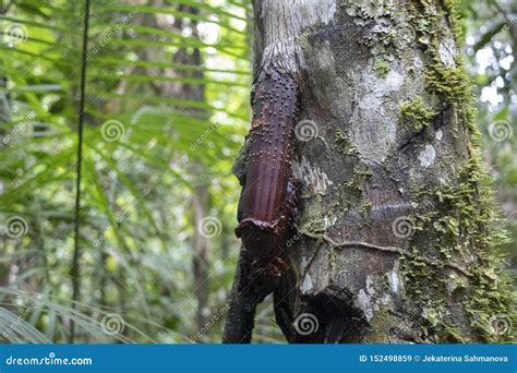 Close Up Of Huacrapona Tree Red Roots Stock Image Image Of Huge