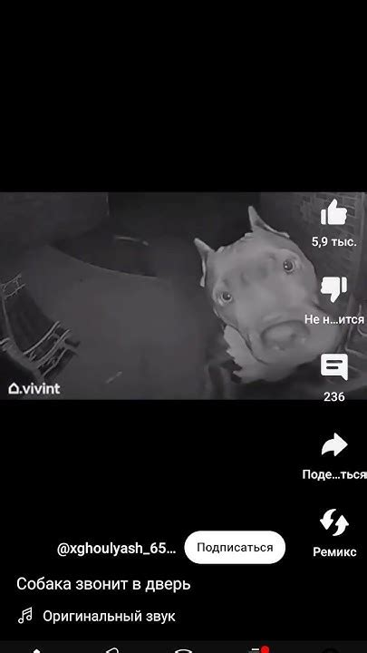 собака Звонит в дверь - YouTube