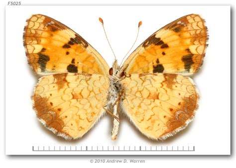 Phyciodes Cocyta Selenis Pinned Specimens Page 1