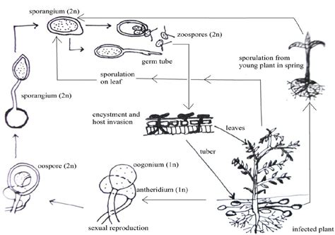 Phytophthora Infestans Diagram