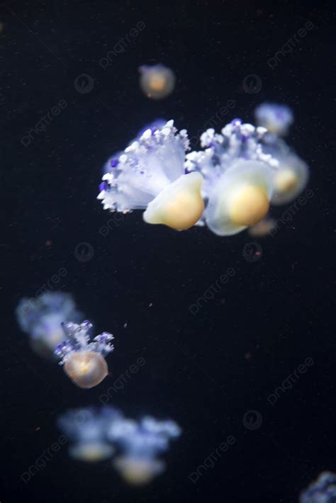 قنديل البحر المشرق يطفو في مياه البحر المظلمة صورة الخلفية والصورة للتنزيل المجاني Pngtree